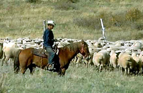 -The Pastoral Image In Scripture What It Means To Us