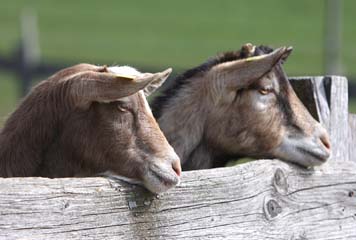 -The Two Goats Of Yom Kippur